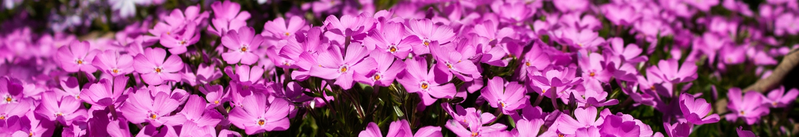 January Daybreak at Charles Rider Park - Jeff Severson Photography